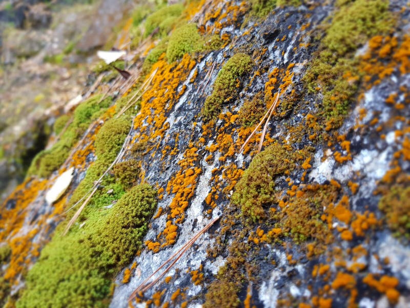Green and Orange Moss in the Forest Stock Photo - Image of green ...