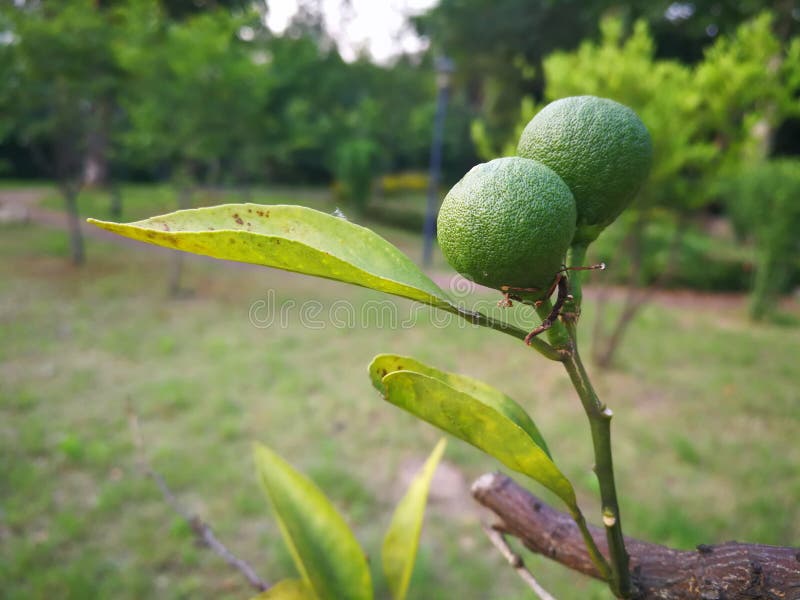 Green orange on the tree stock photo. Image of young - 93169198