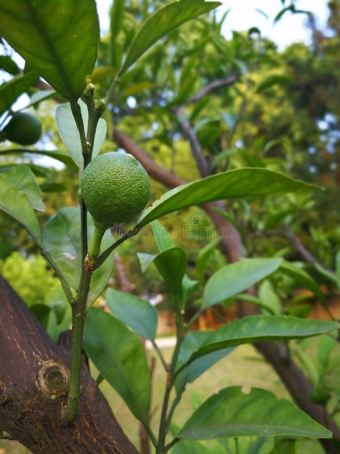 Green orange on the tree stock photo. Image of branch - 93169436