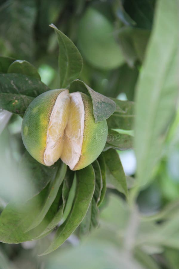 Green orange on the tree stock image. Image of closeup - 144375869