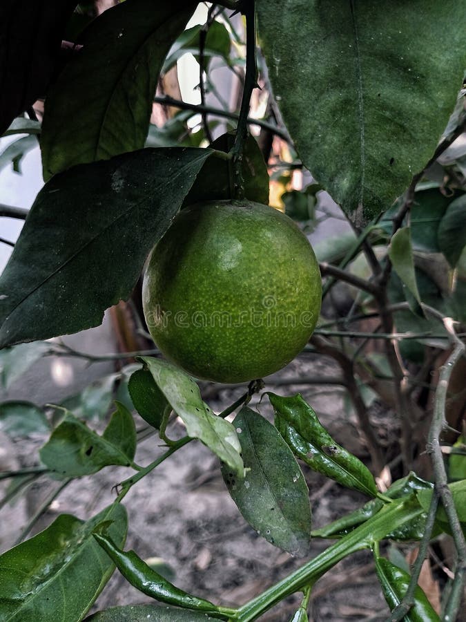 Green orange on the tree. stock image. Image of background - 260521249