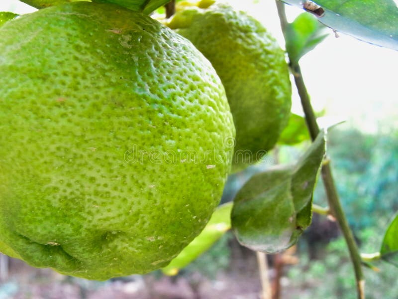 Green Orange on Tree Natural Stock Image - Image of nature, sunlight ...