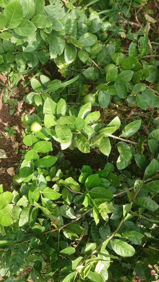 The Green Orange Trees in the School Garden Stock Photo - Image of ...