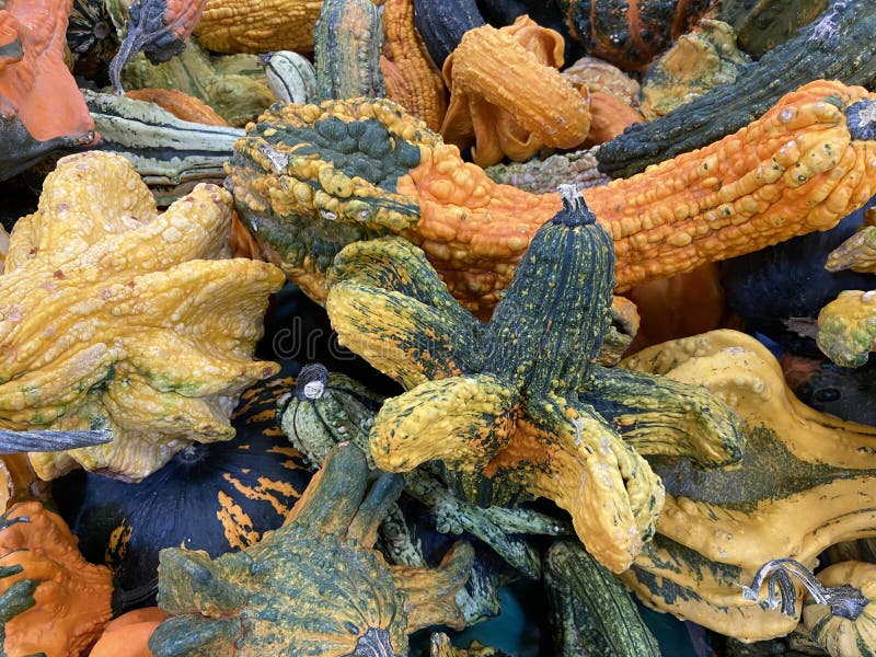 Green, Orange, and Yellow Bumpy Gourds Stock Image - Image of gourds ...