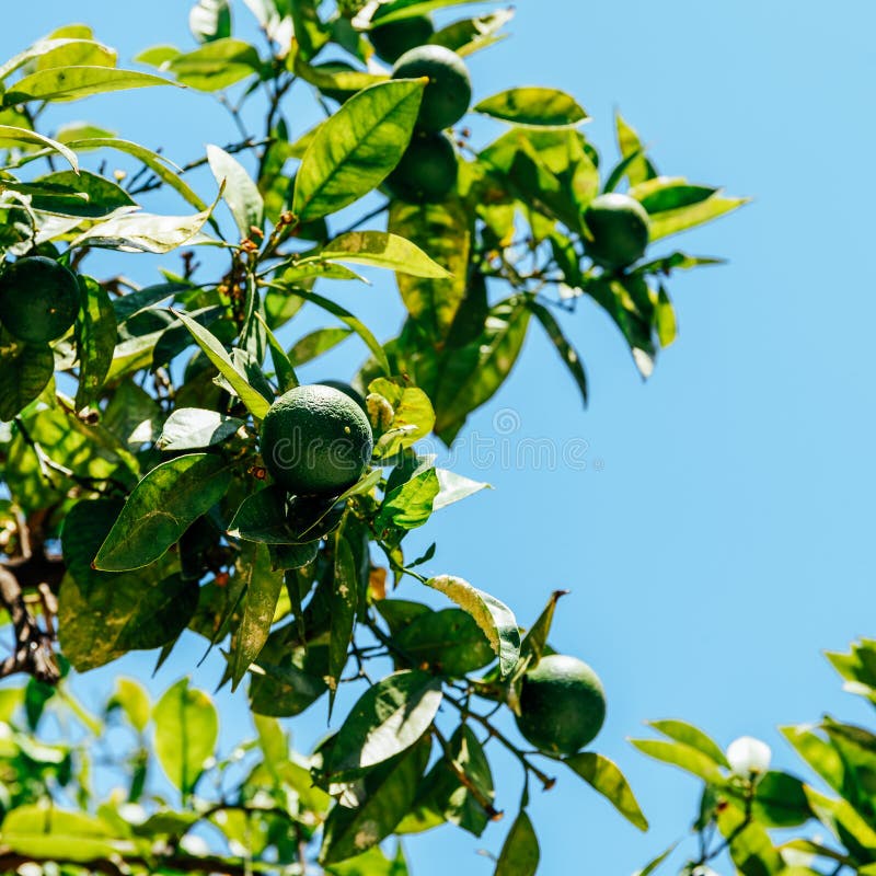 Green Oranges in Orange Tree Stock Image - Image of blossom, leaf: 95430675