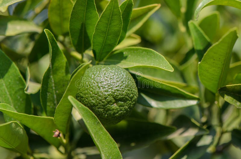 Green Oranges Ripen on a Branch. Fresh Fruit Concept Stock Photo ...