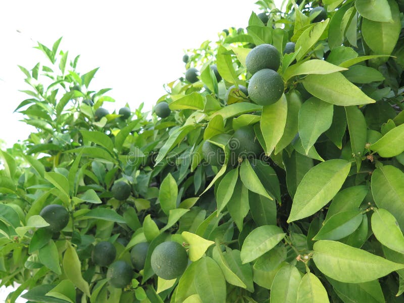 Green Oranges on tree stock image. Image of orchard, tropical - 76407285