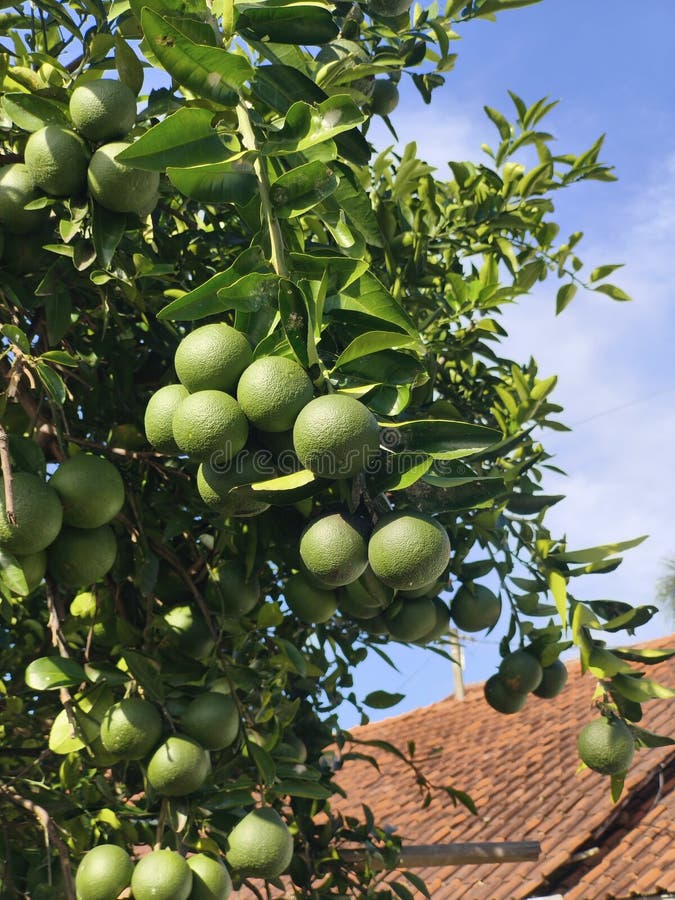 Green Oranges on a Tree with a Rustic Roof Background Stock Image ...