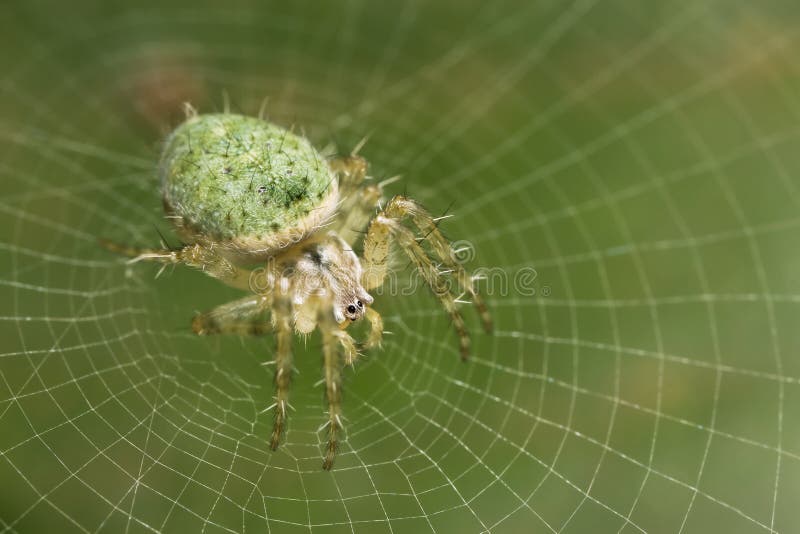 Green Orb-web spider stock image. Image of predator, outdoor - 7895337