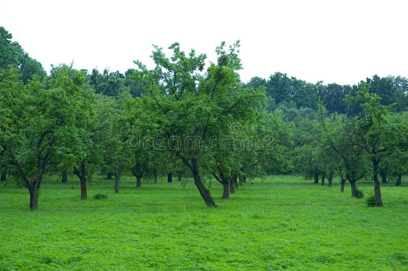 Green orchard stock image. Image of green, fruit, shade - 241135