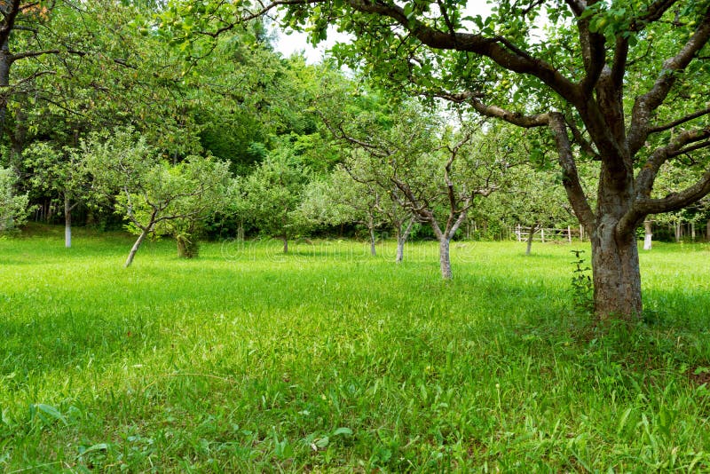 Green Orchard Trees in the Summertime Stock Image - Image of ...
