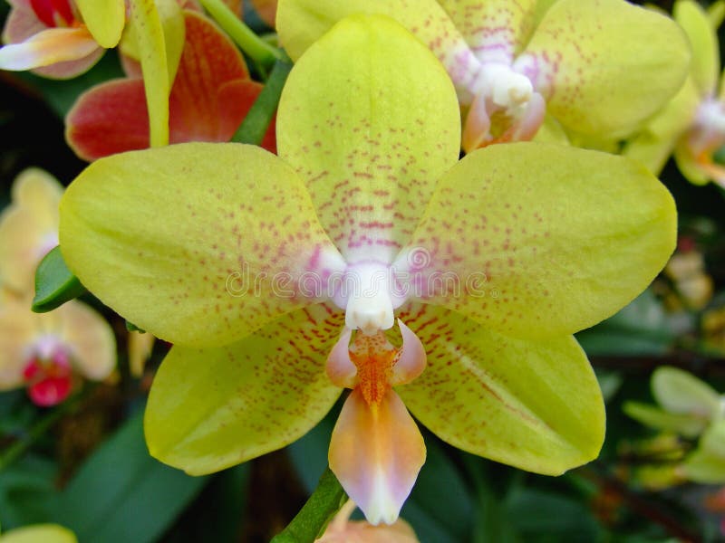 Green orchid stock photo. Image of green, garden, gardens - 33681106