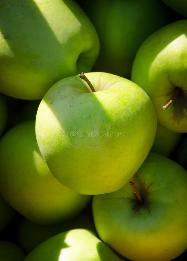 Green organic apples stock photo. Image of nutritious - 76890080