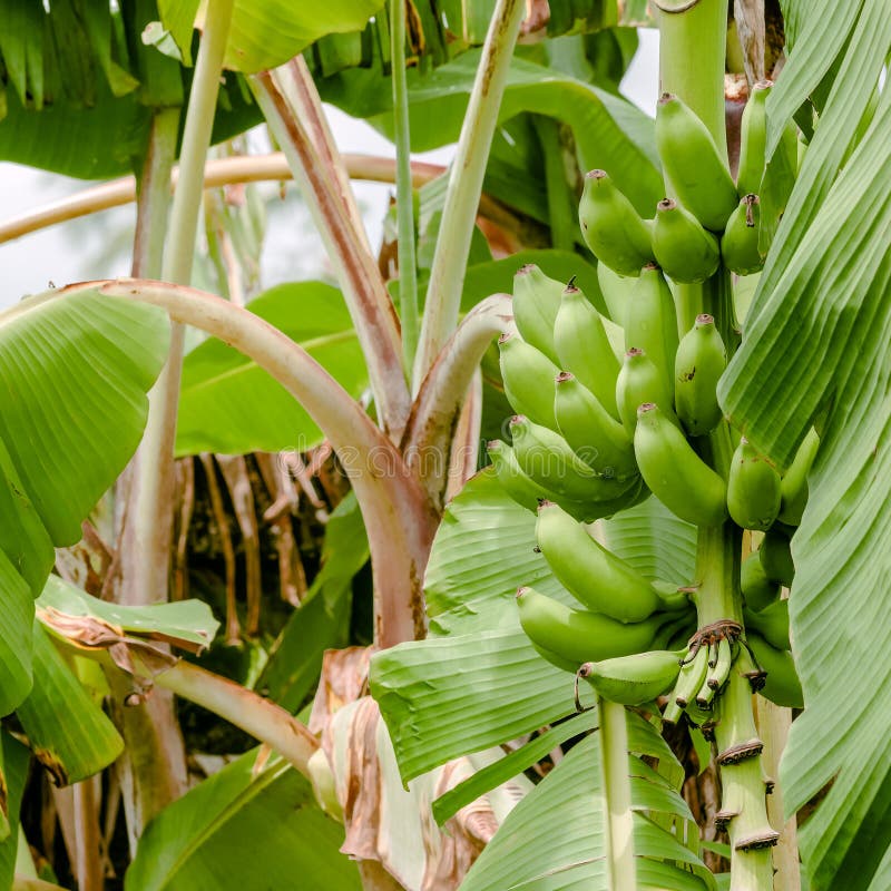 Green Organic Banana Bunch on the Tree Tropical Climate Fruit Square ...