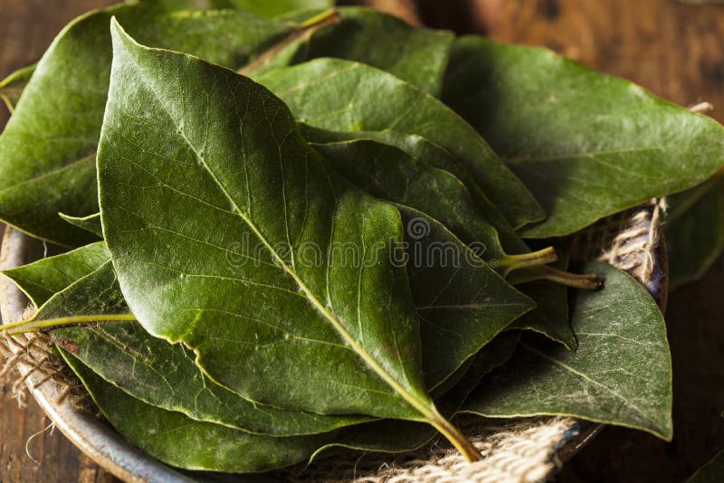 Green Organic Bay Leaves stock image. Image of leaf, wood - 46250789
