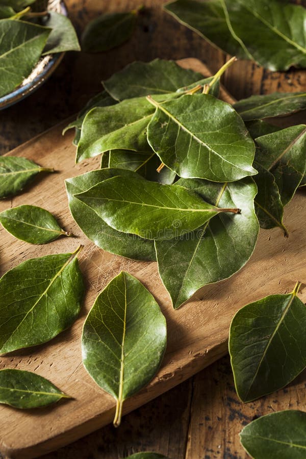 Green Organic Bay Leaves stock image. Image of herb, vegetable - 46250897