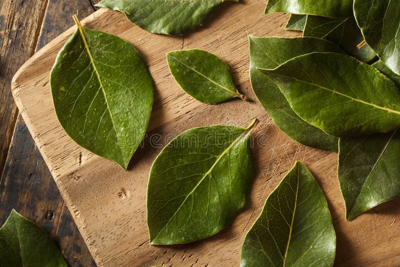 Green Organic Bay Leaves stock image. Image of herbs - 46250913