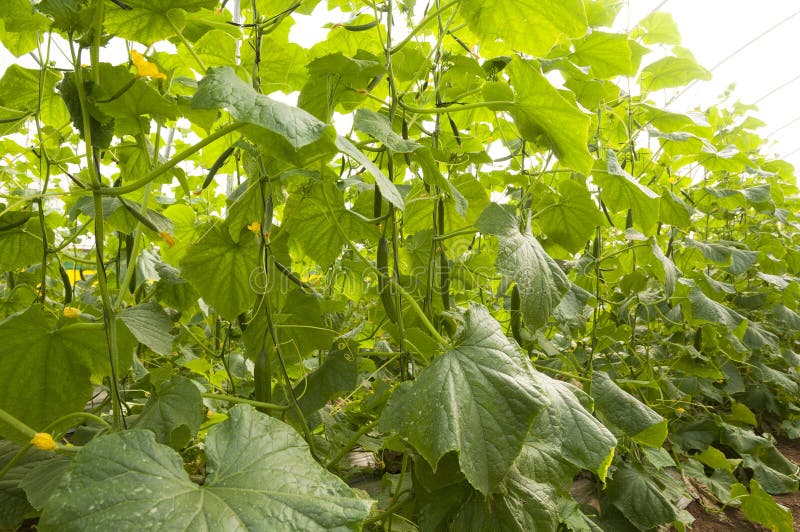Growing Cucumbers in a Greenhouse Stock Photo - Image of growth ...