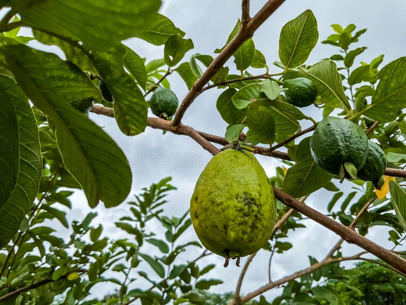 Green Organic Guava Tree on the Tree in Agriculture Farm Stock Image ...