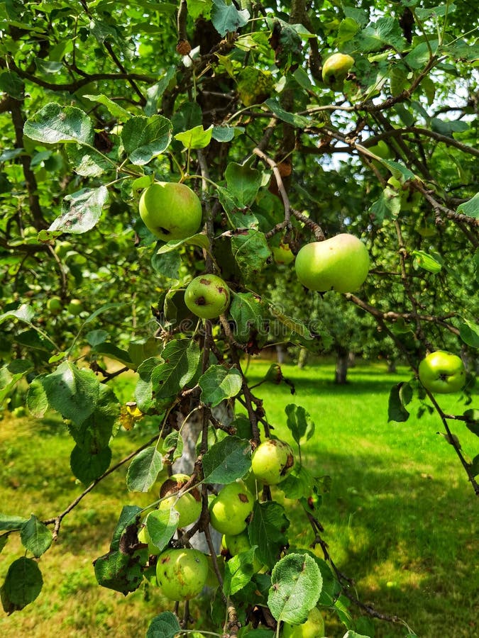 Green Organic Orchards with Rows of Apple Trees Stock Photo - Image of ...