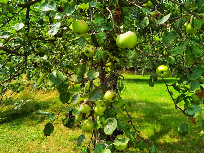 Green Organic Orchards with Rows of Apple Trees. Stock Image - Image of ...