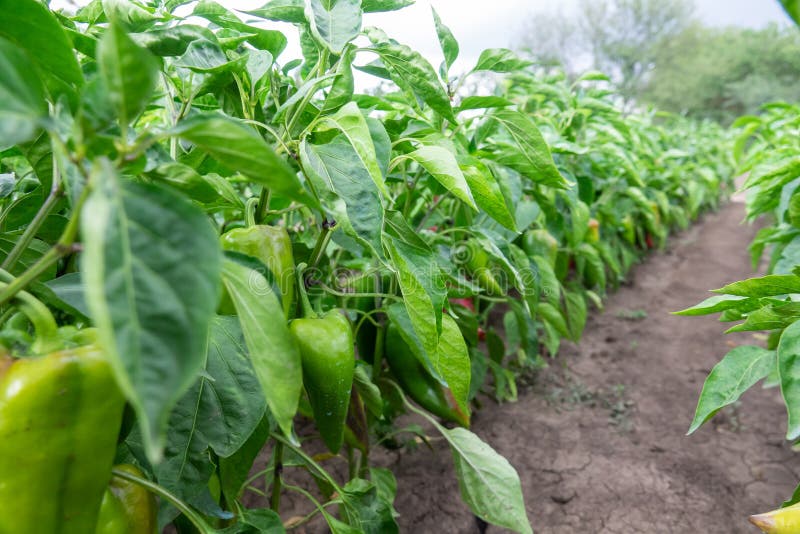 Green Organic Peppers Growing in the Garden Stock Photo - Image of ...