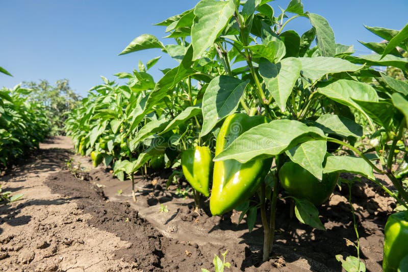 Green Organic Peppers Growing in the Garden Stock Image - Image of ...