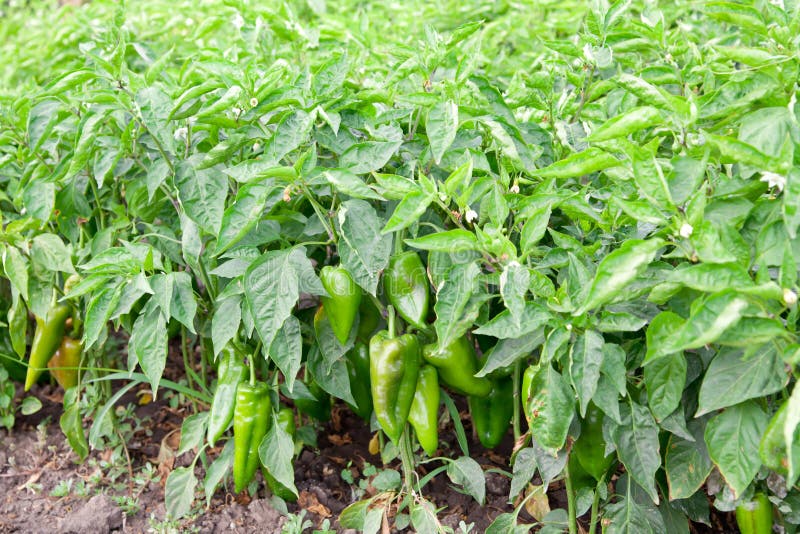 Green organic peppers stock photo. Image of fresh, nutrition - 35747178