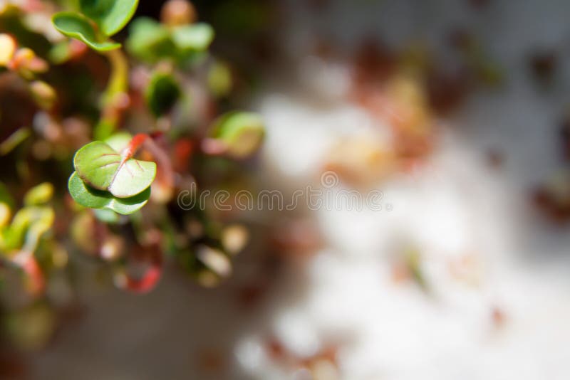 Green Organic Sprouts Growth Stock Image - Image of healthy, growth ...