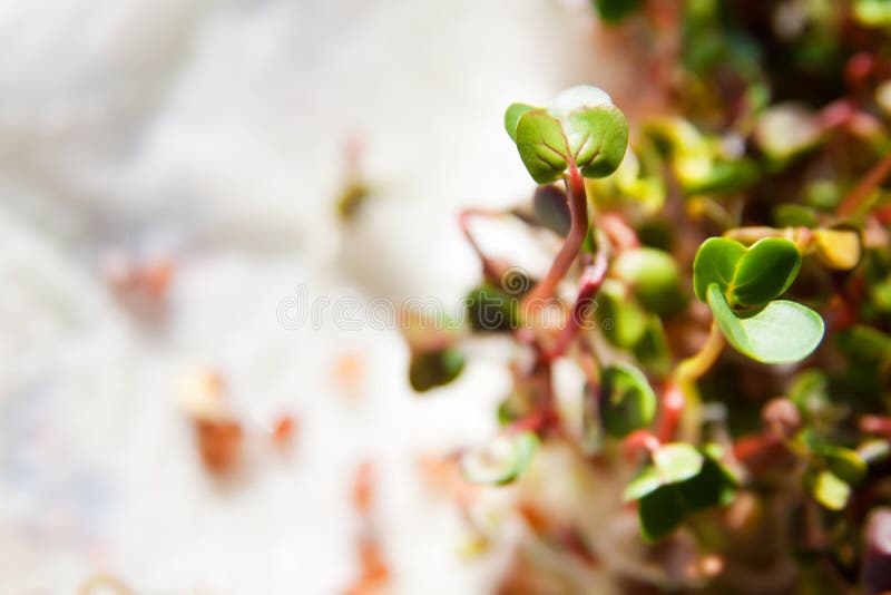 Green Organic Sprouts Growth Stock Image - Image of vegetarian, food ...
