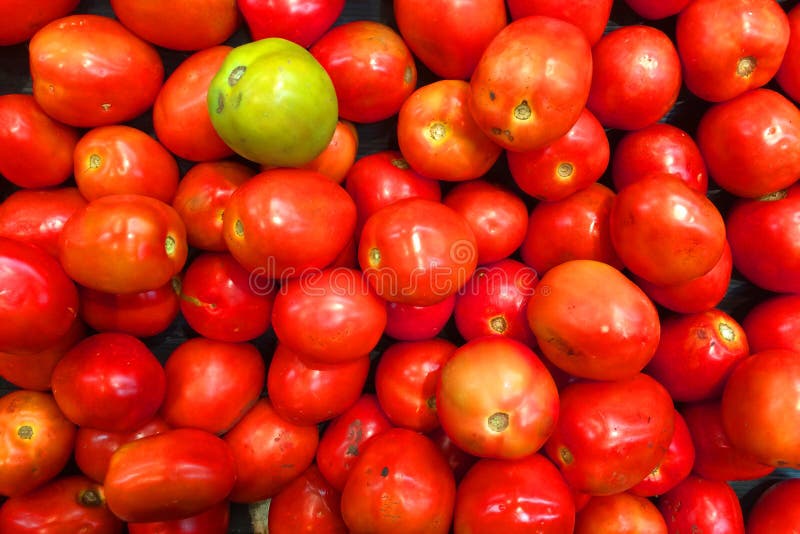 The Green Organic Tomato Standing Out. Stock Photo - Image of tomatoes ...