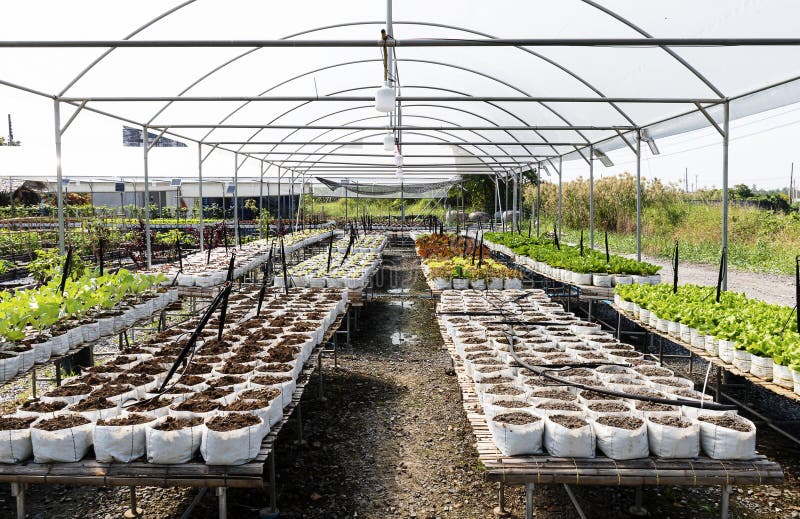 Green Organic Vegetable Garden Farm Stock Image - Image of natural ...