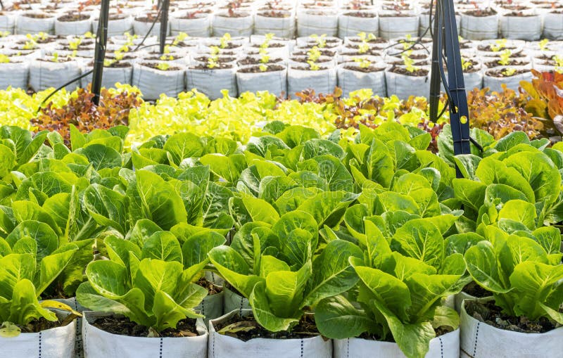 Green Organic Vegetable Garden Farm Stock Photo - Image of salad, farm ...