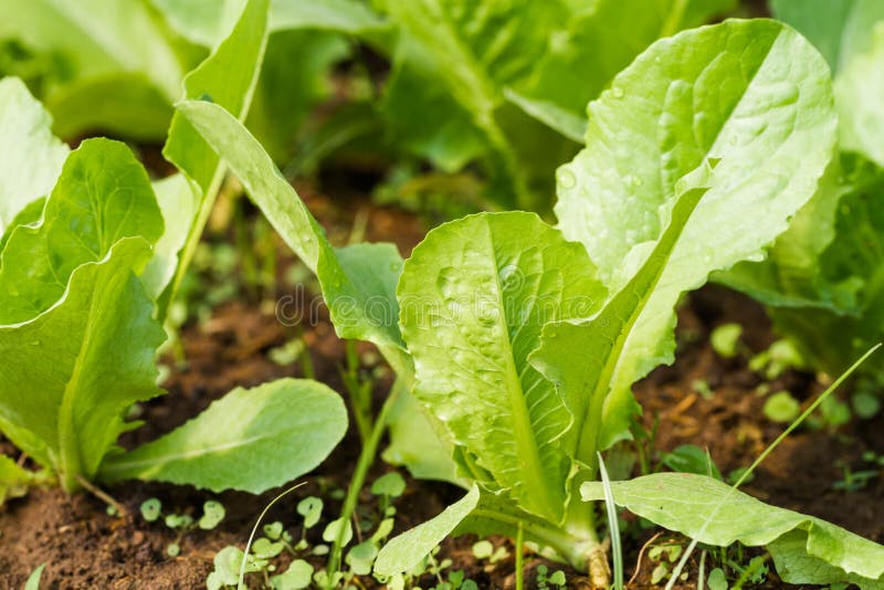 Green Organic Vegetable Plant Stock Photo - Image of leaf, farm: 39897126