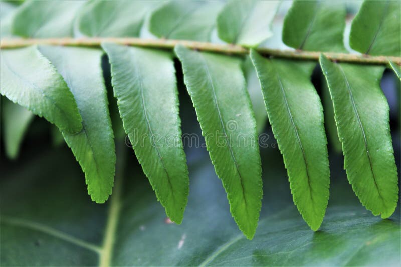 Green original leaves stock photo. Image of white, herb - 286980504