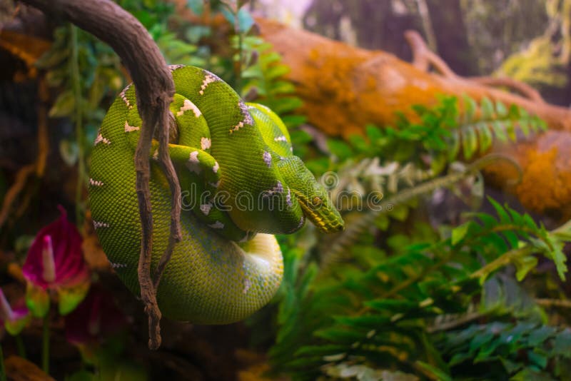 Green ormen arkivfoto. Bild av vild, reptil, grön, bakgrund - 129067504