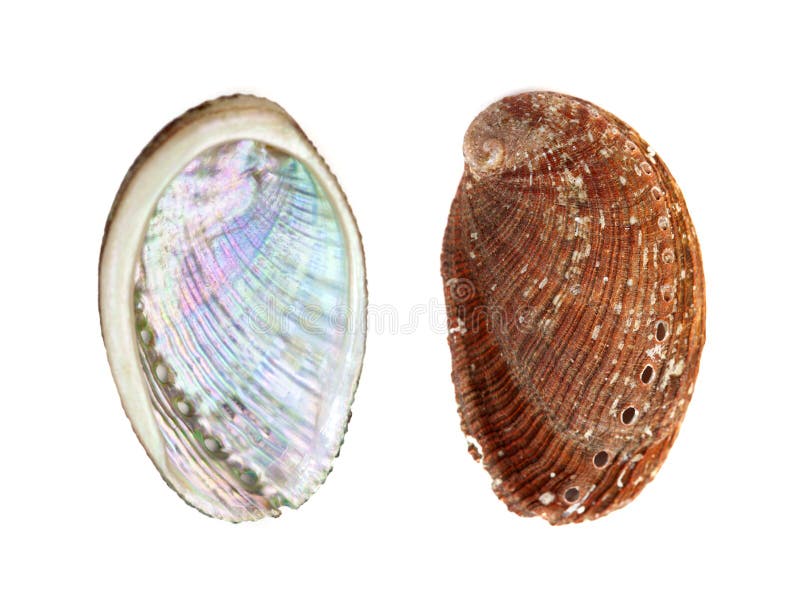 Green Ormer, Haliotis Tuberculata Stock Image - Image of aperture ...