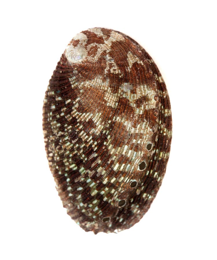 Green Ormer, Haliotis Tuberculata Stock Image - Image of ormer, layer ...