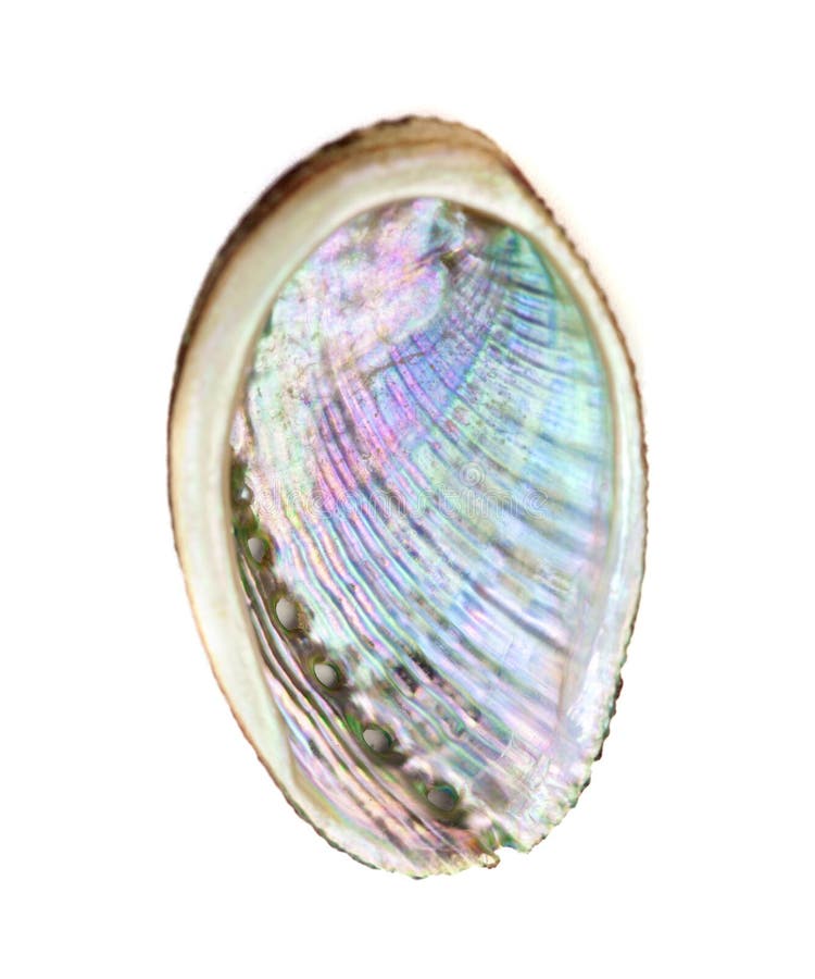 Green Ormer, Haliotis Tuberculata Stock Image - Image of ormer, layer: 171803039