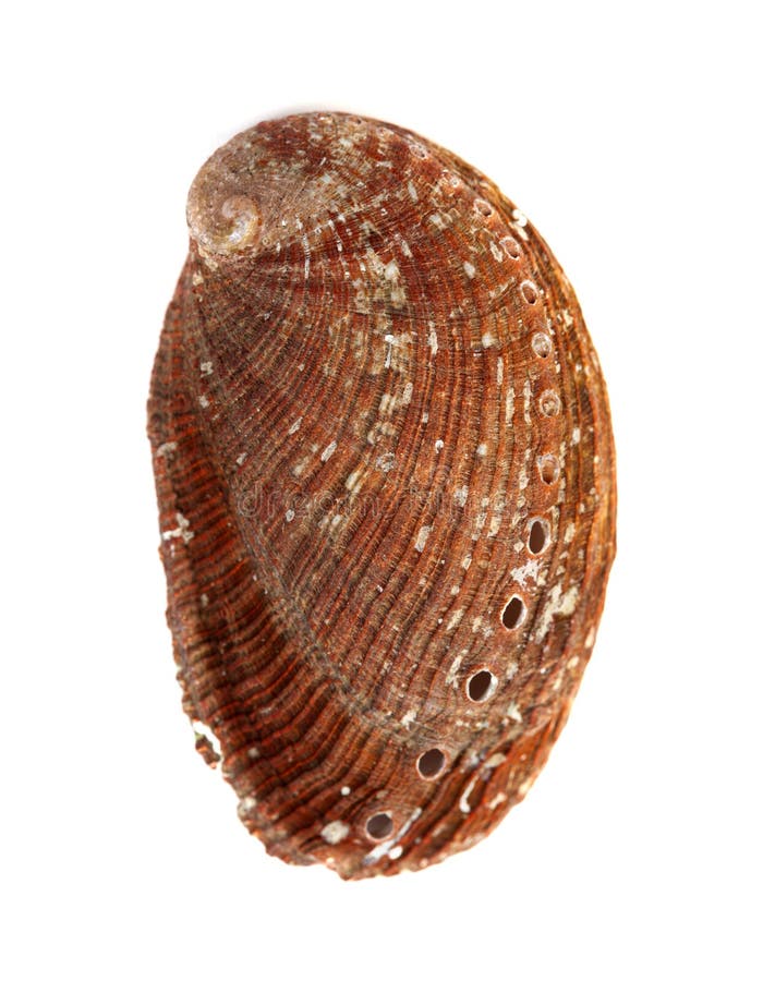 Green Ormer, Haliotis Tuberculata Stock Image - Image of ormer, layer ...