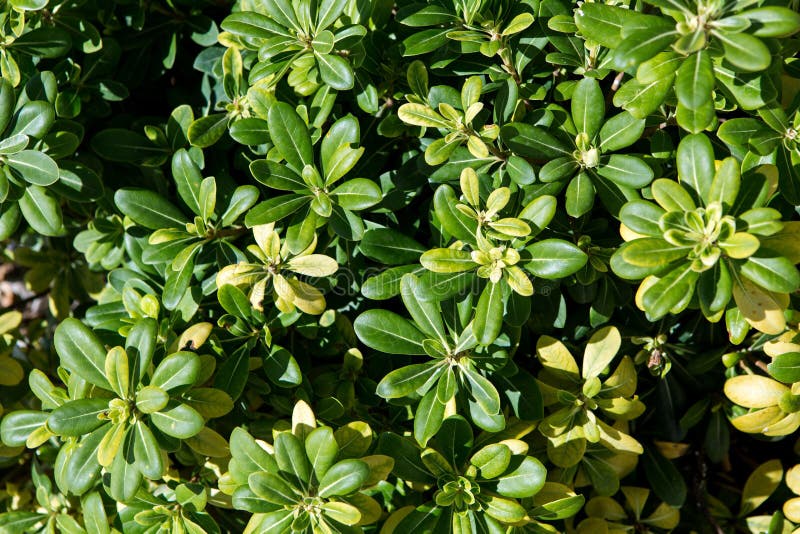 Green oval leaves stock photo. Image of green, leafs - 110154096