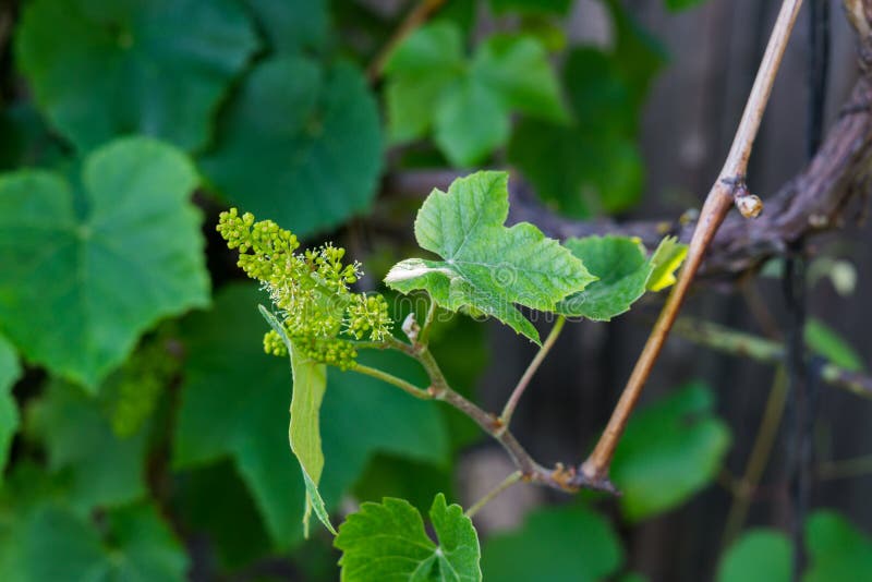 Green Ovaries of Flowering Grapes in the Garden Stock Photo - Image of ...