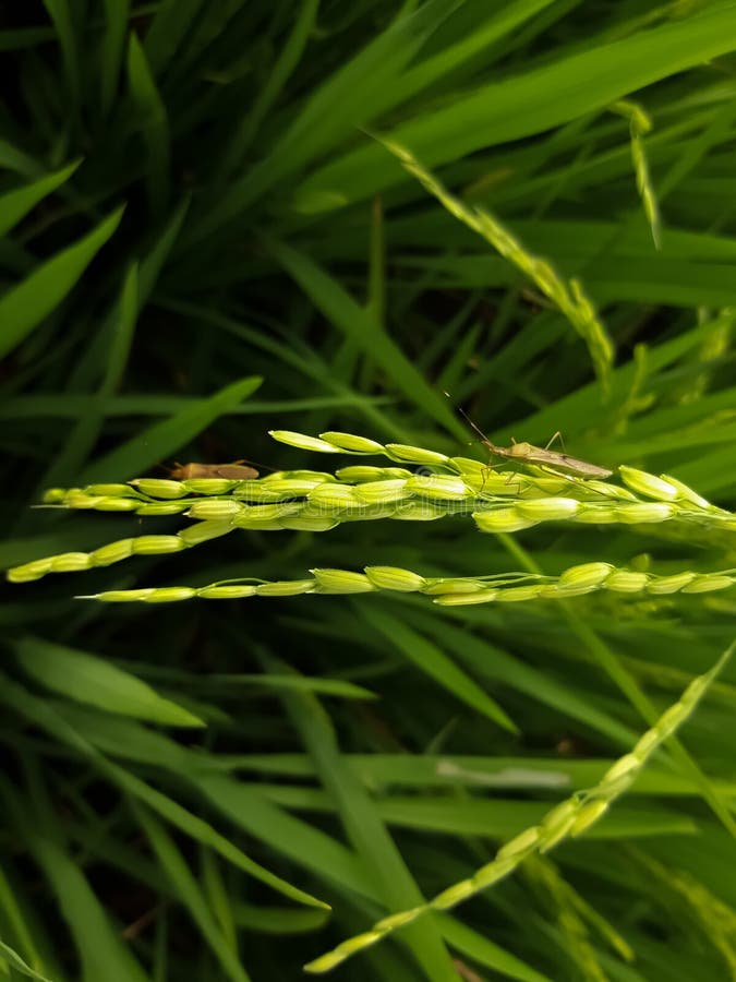 Green paddy and a bug stock photo. Image of paddy, rice - 203340038