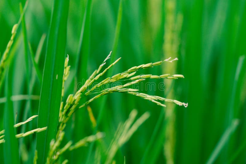 Green Paddy Close Up. Green Ears of Rice in Rice Fields and Soft Focus ...