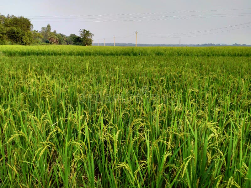 Green Paddy Crop Area of Rural India Stock Image - Image of rural ...