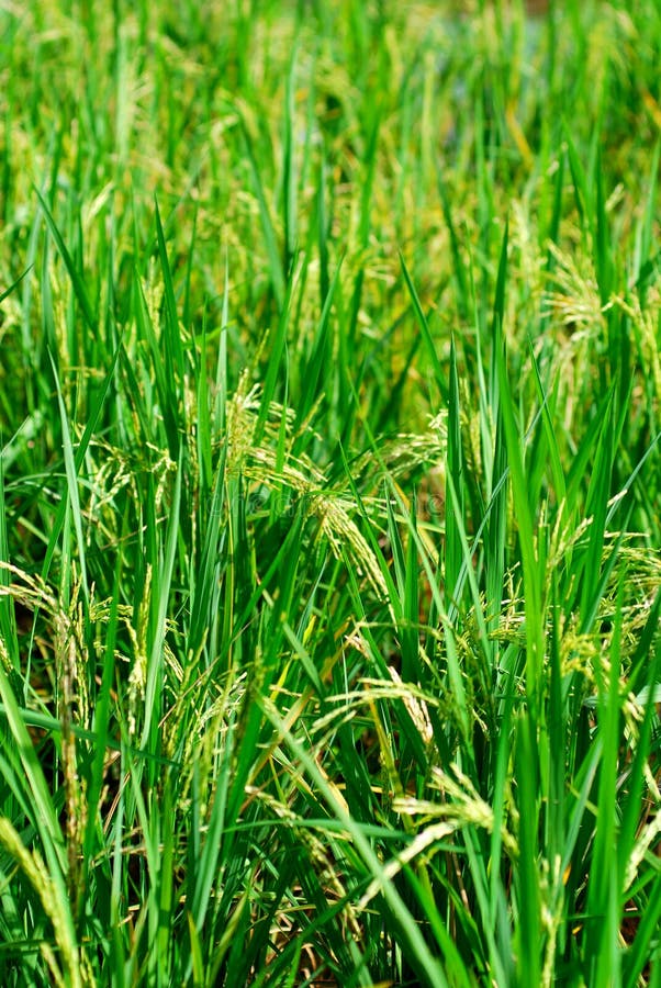 Green paddy field stock photo. Image of diet, cultivate - 3200460