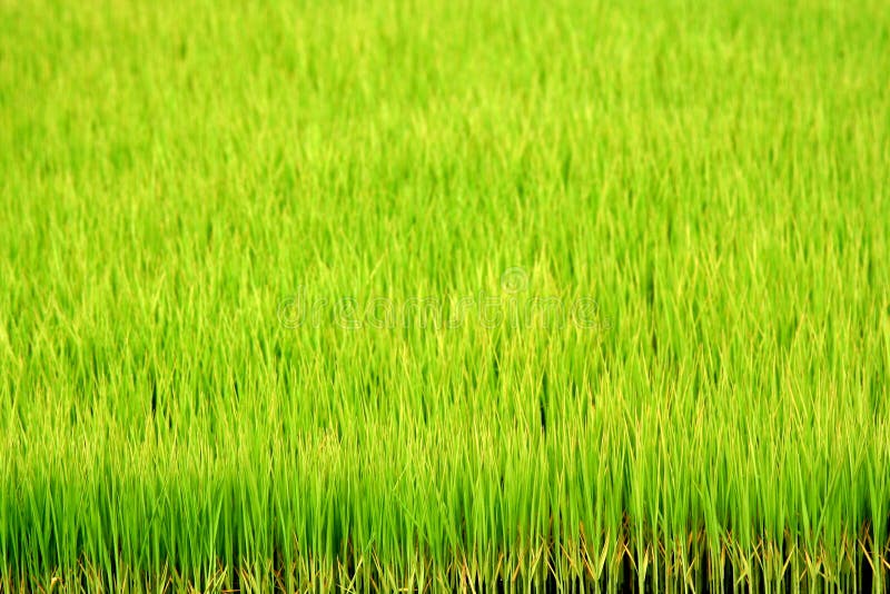 Green paddy field stock image. Image of grow, field, cultivation - 5008259