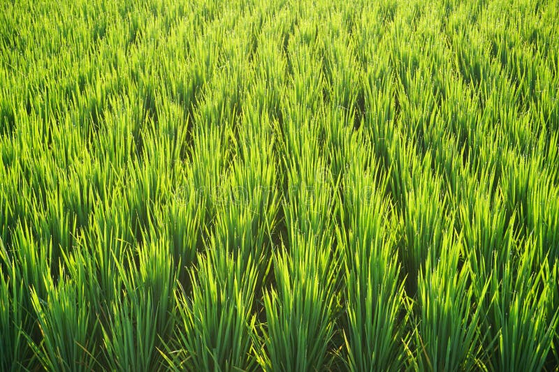 Green Paddy Fields Against the Backdrop of Blue Sky in Tadepalligudem ...