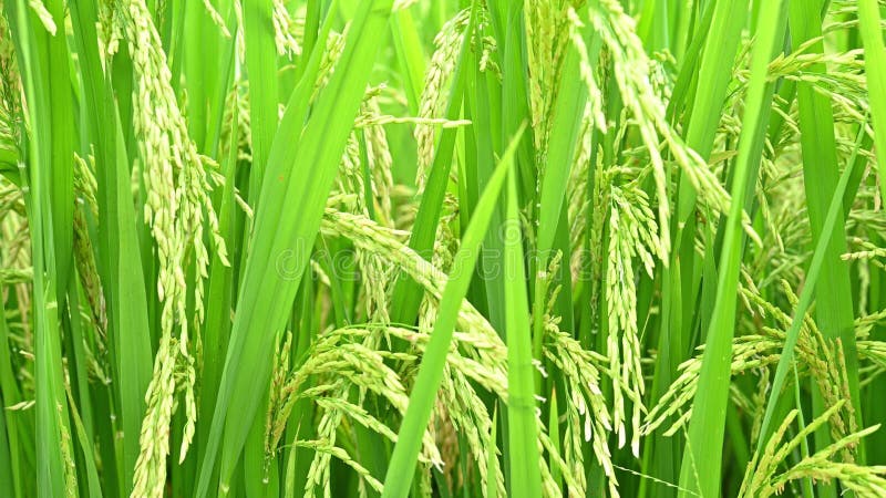 Green Paddy on Field Closeup Horizontal Composition Stock Video - Video ...