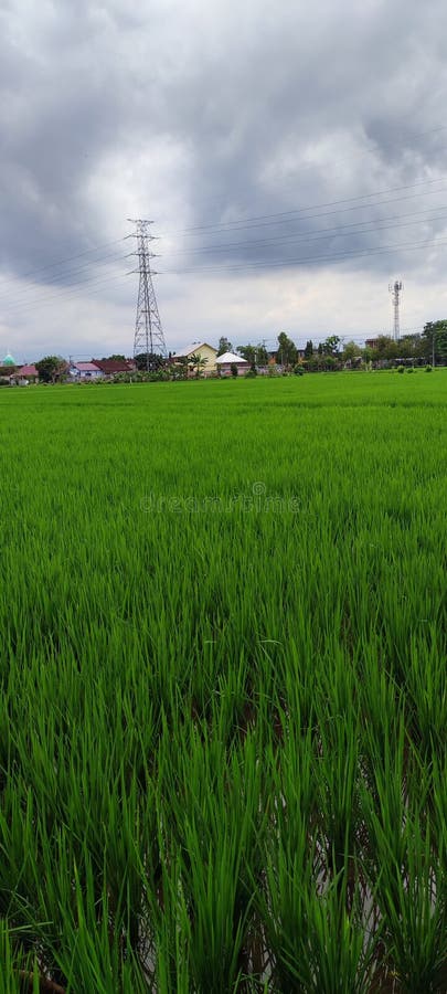 Green Paddy Field Foto in the Morning Stock Image - Image of paddy ...